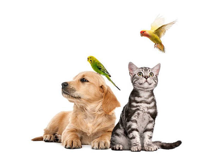 Dogs, Cats or Birds? How to Choose a Pet