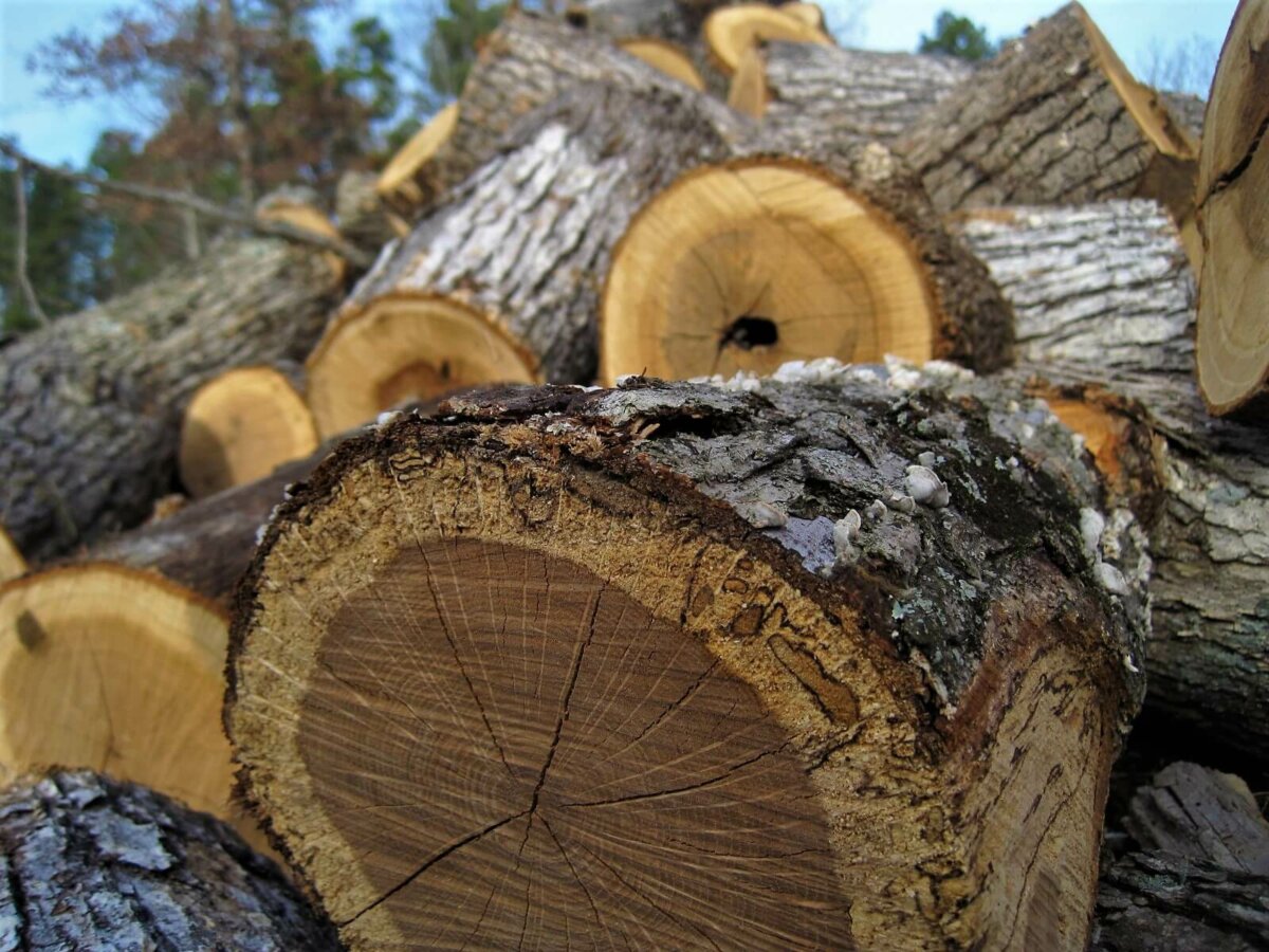 How Do You Know if a Log is Good for Firewood?