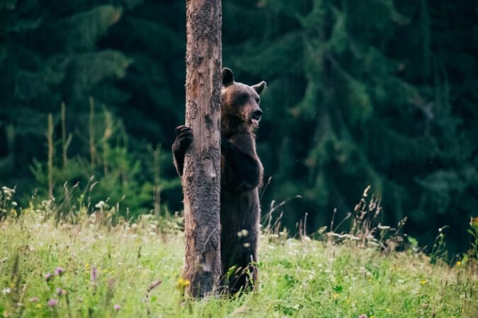 How Far Away Can A Bear Smell Food how-far-away-can-a-bear-smell-food