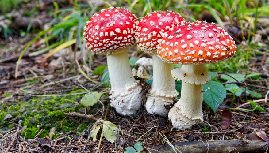 Can Breathing Mushroom Spores Make You Sick?