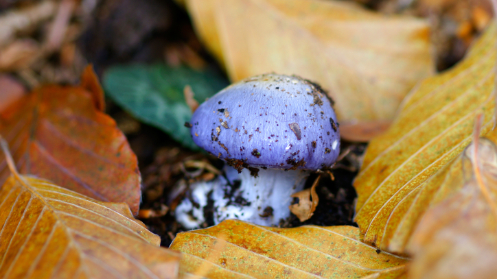 Can Breathing Mushroom Spores Make You Sick?