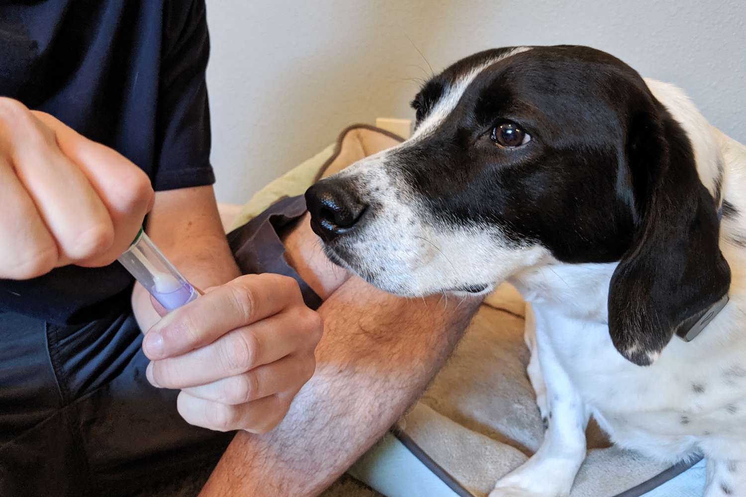 Purebred Puppy Test: 4 Ways to Tell if a Puppy is Purebred