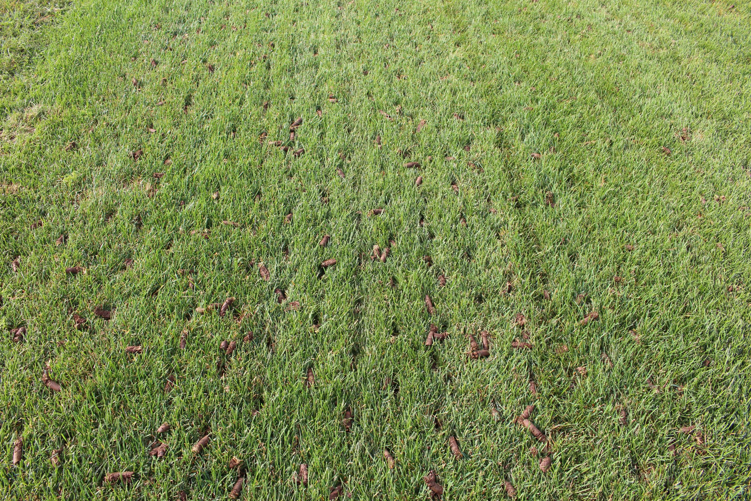 The Benefits of Lawn Aeration: How It Helps with Maintenance and Growth